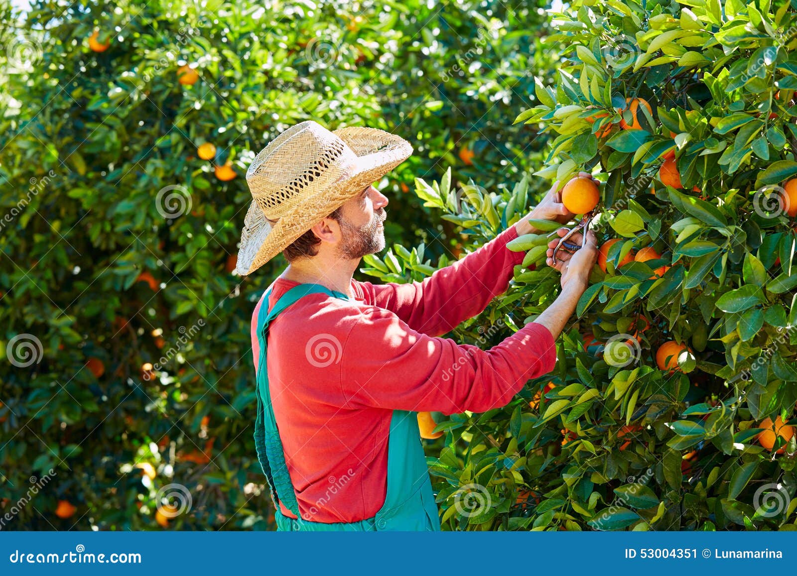 Farmer Man Harvesting Oranges in an Orange Tree Stock Image - Image of ...