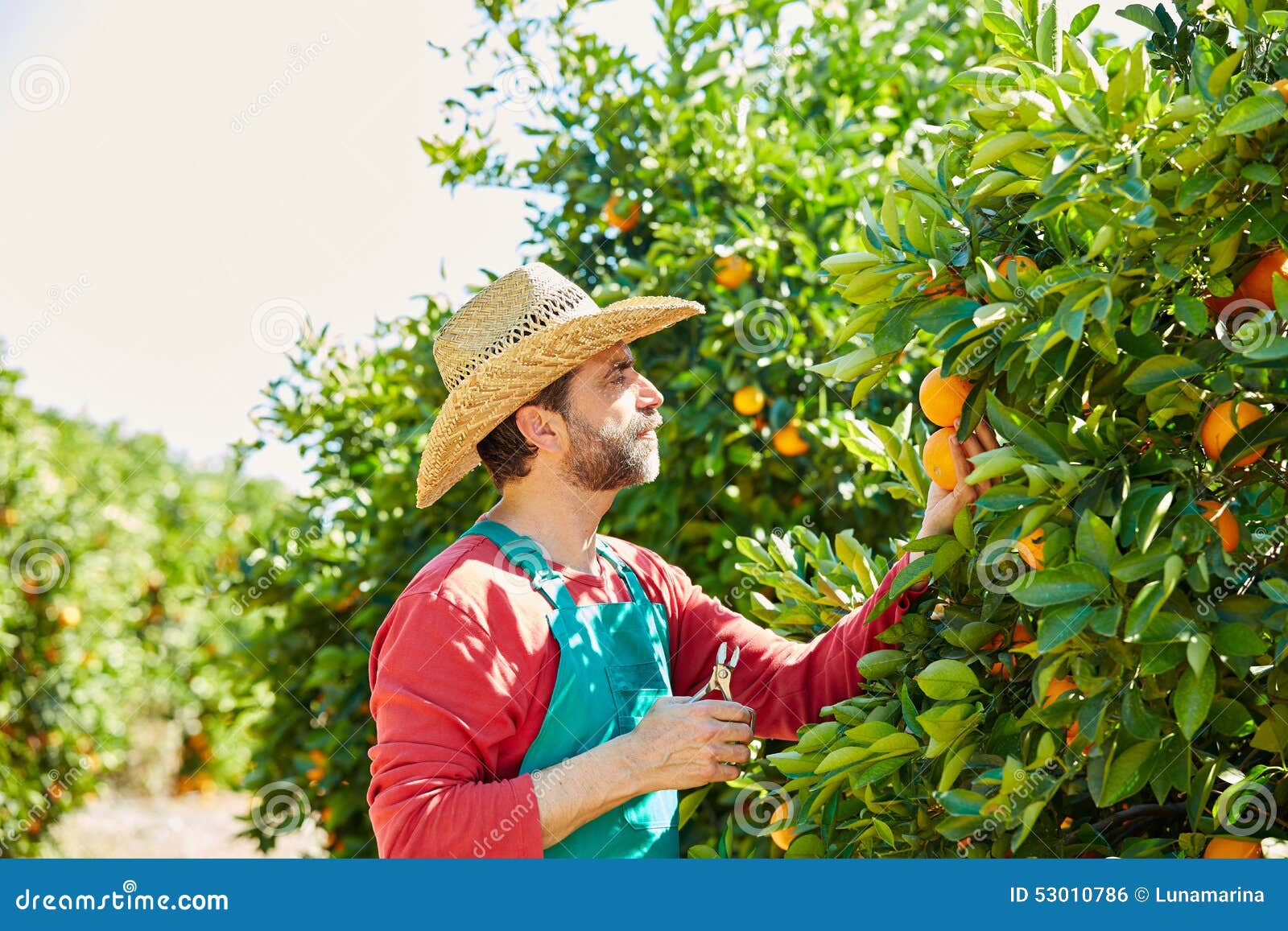 Farmer Man Harvesting Oranges in an Orange Tree Stock Photo - Image of ...