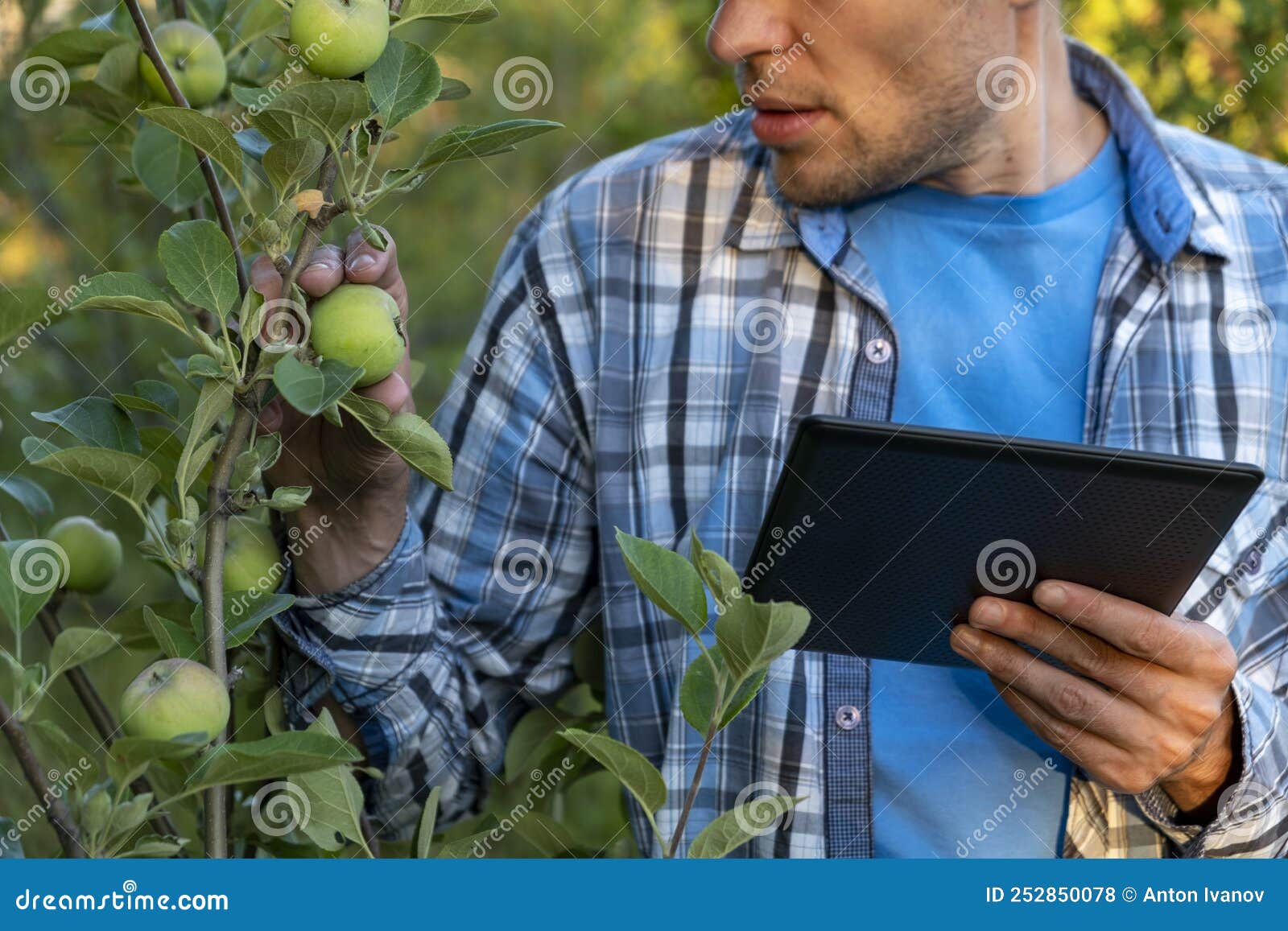 Farmer Man is Holding Tablet and Using Apps To Design Plan in Orchard ...
