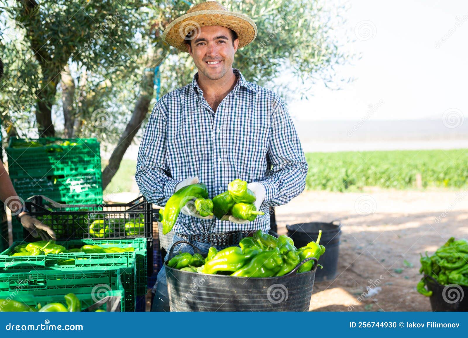Farmer Man Sorting Bell Peppers in Farm Backyard after Harvest Stock ...