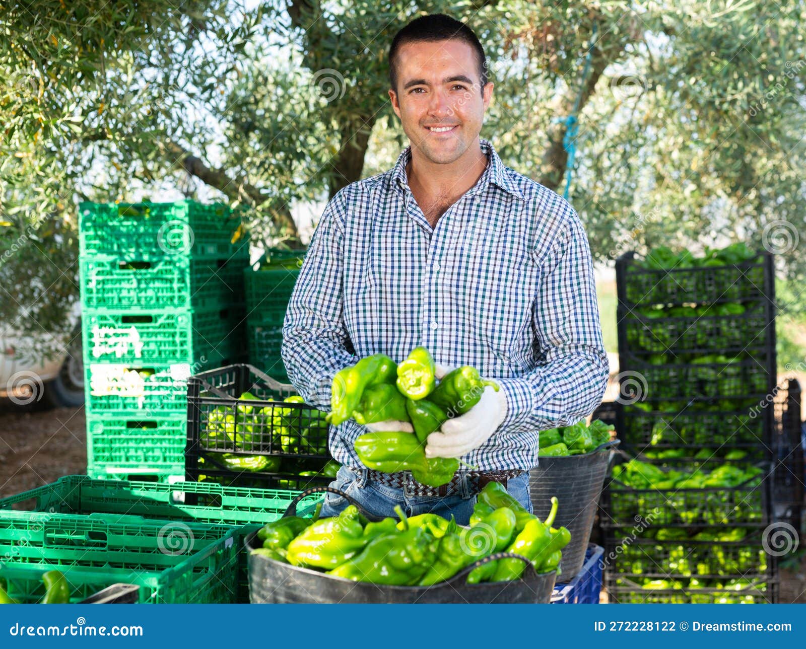 Farmer Man Sorting Bell Peppers in Farm Backyard after Harvest Stock ...