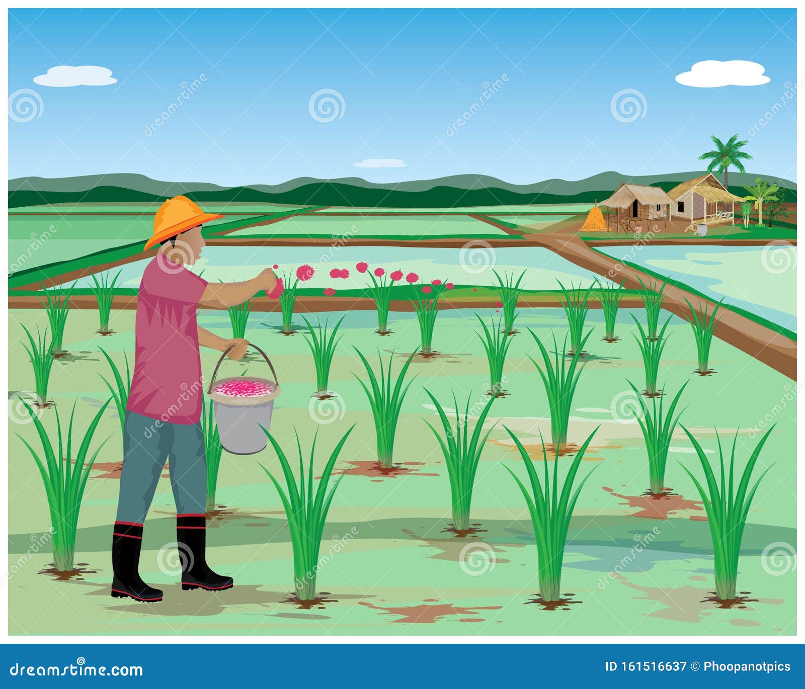 Farmer Manure Into Rice Plant In Paddy Field Cartoon Vector ...