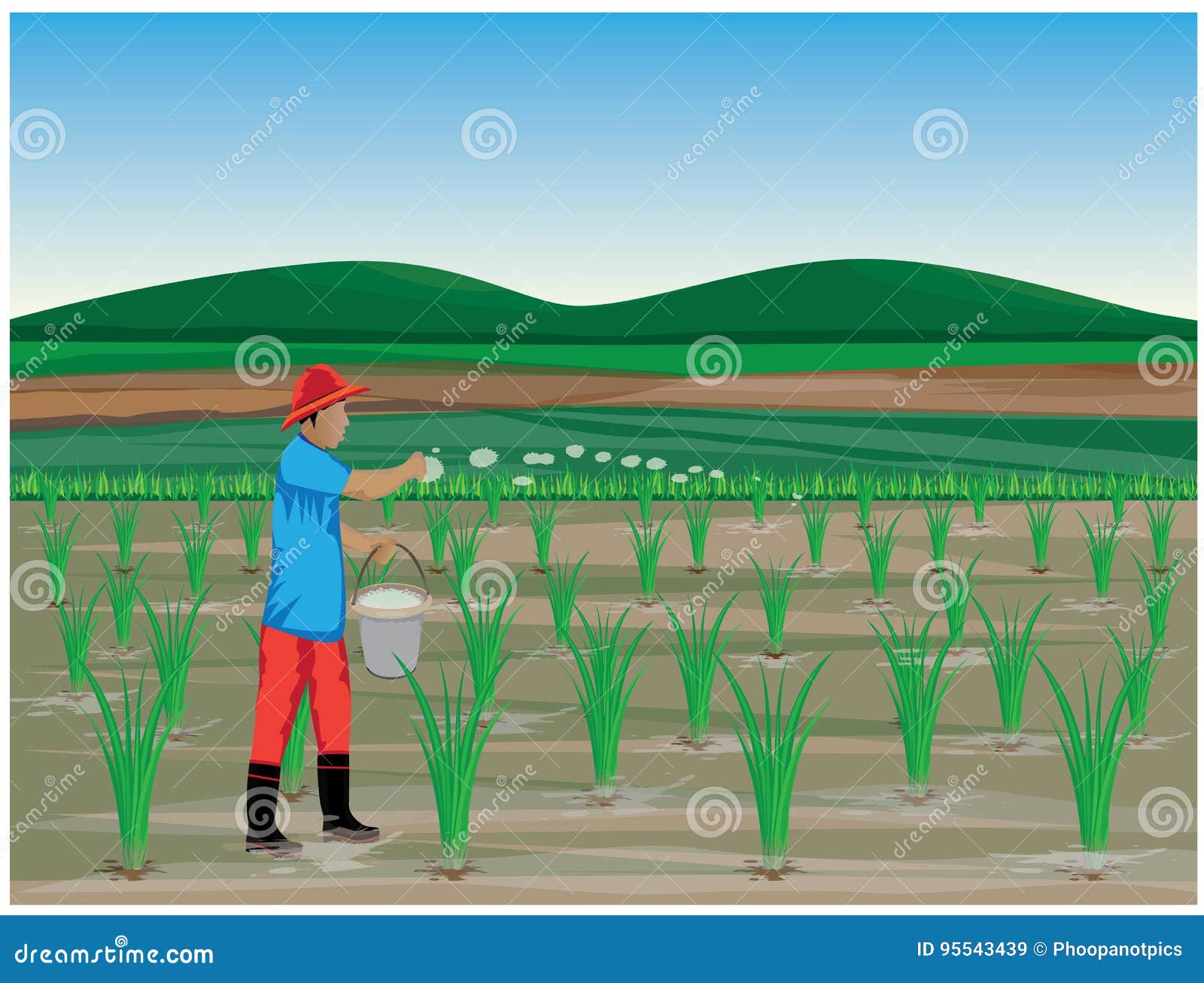Farmer Manure Into Rice Plant In Paddy Field Cartoon Vector ...