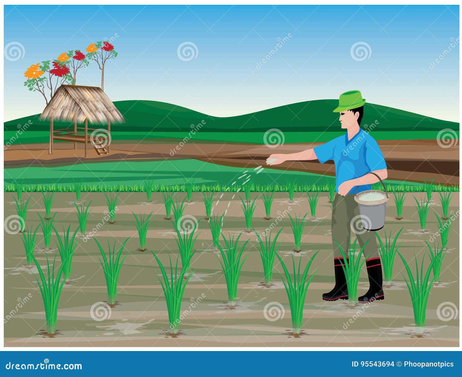 Farmer Manure Into Rice Plant In Paddy Field Cartoon Vector ...