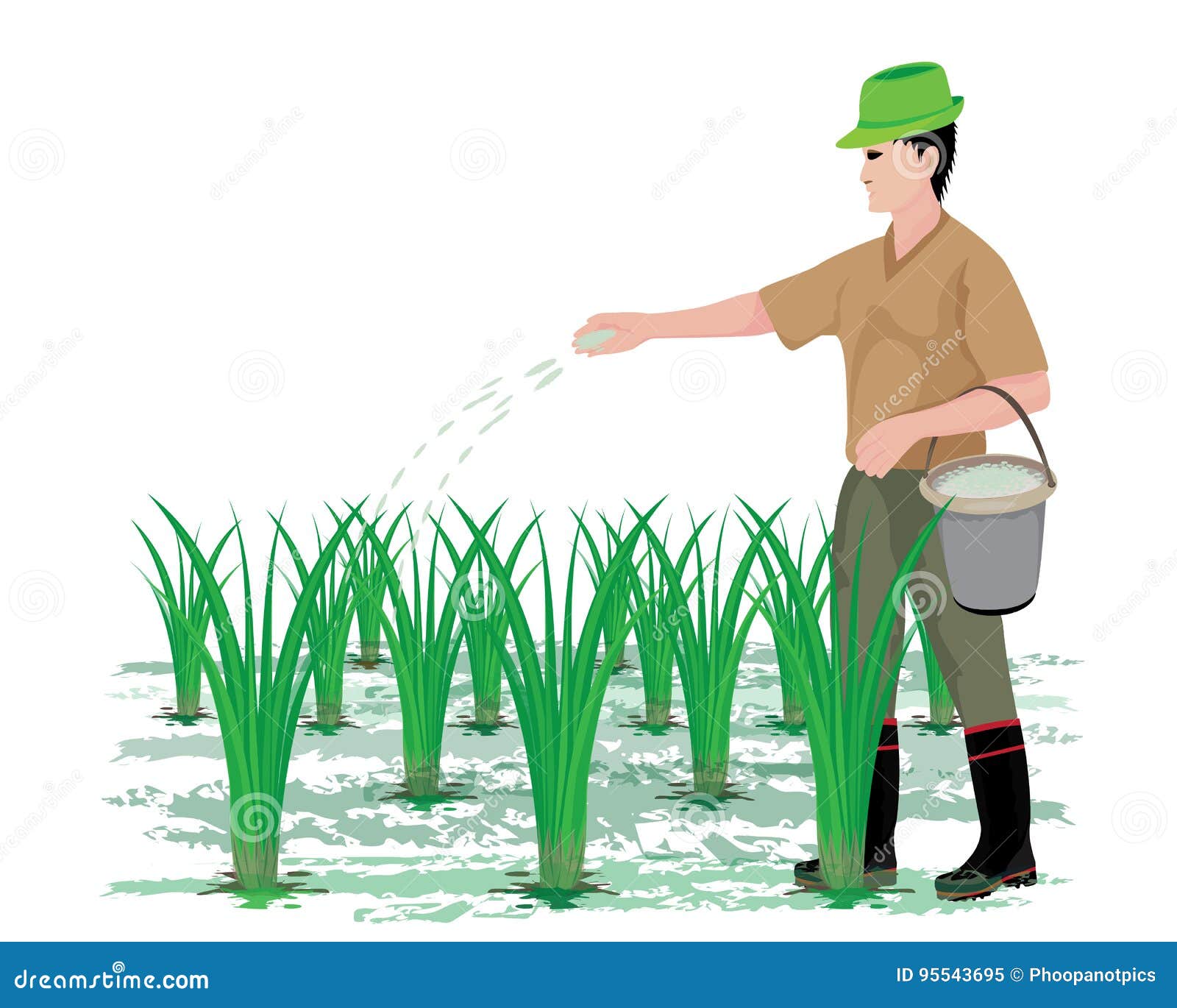 Farmer Manure Into Rice Plant Vector Illustration | CartoonDealer.com ...