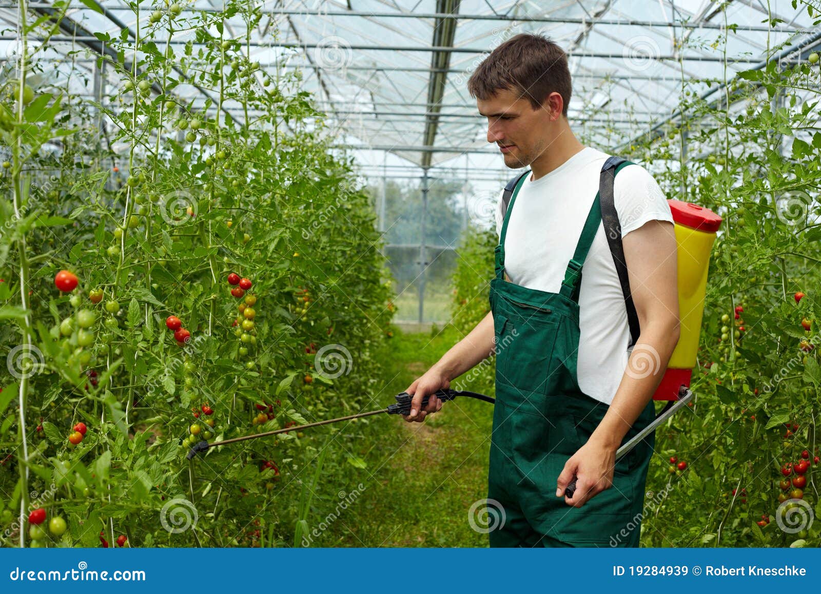 Farmer Manuring Tomato Plants Stock Image - Image of farming ...