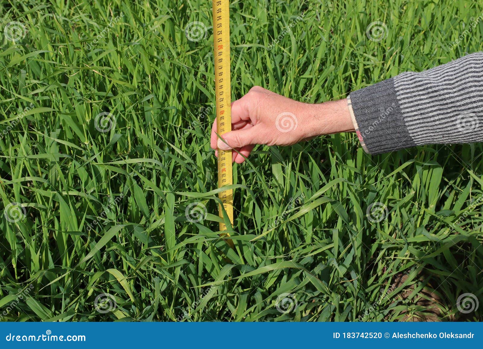 Farmer Measures the Height of the Wheat Stock Photo - Image of ...
