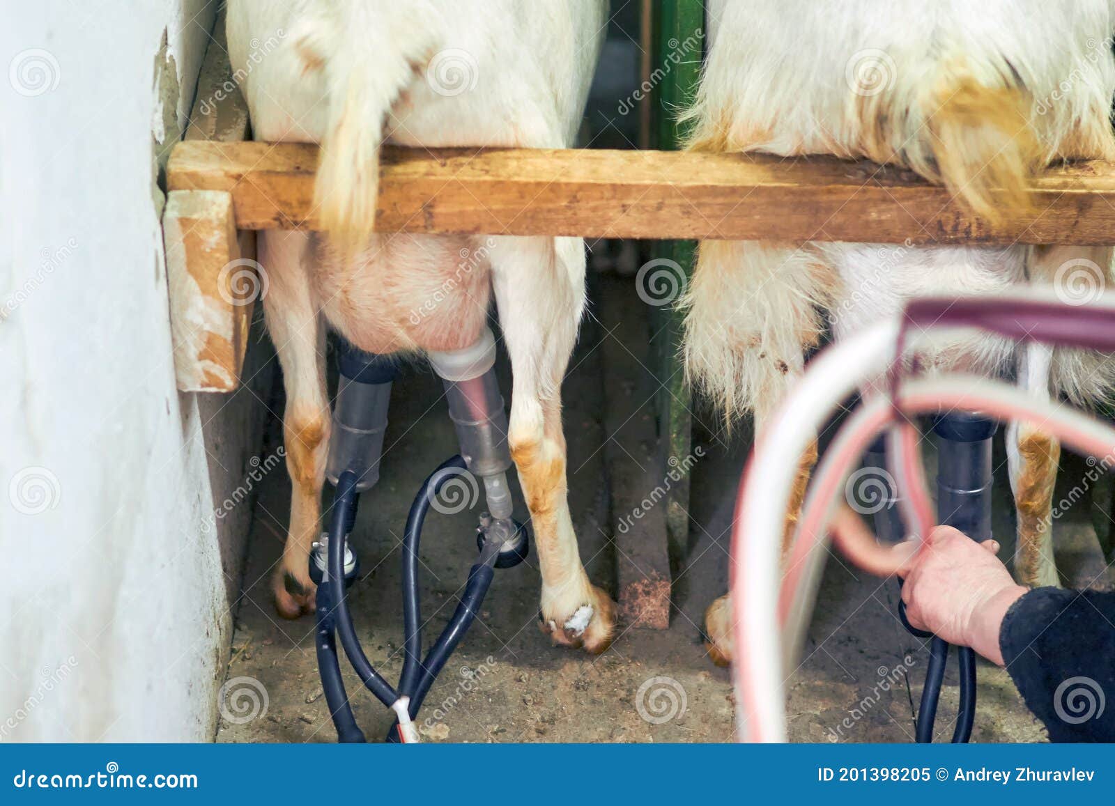 Cow Udder With An Apparatus For Milking Milk, Close-up, Milking Cow`s ...