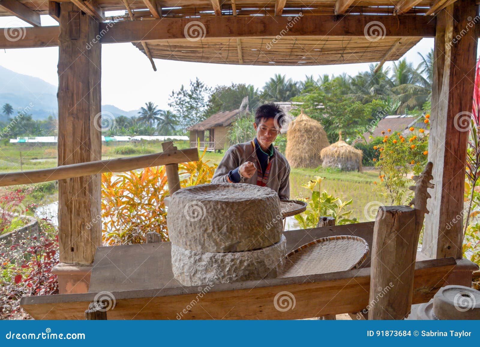 Farmer milling rice stock photo. Image of plants, mill - 91873684