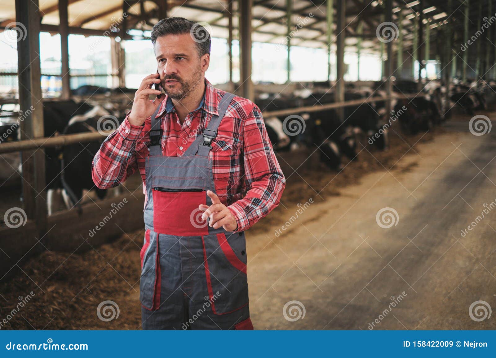 Farmer with a Mobile Phone in a Cowshed on a Dairy Farm. Stock Image ...