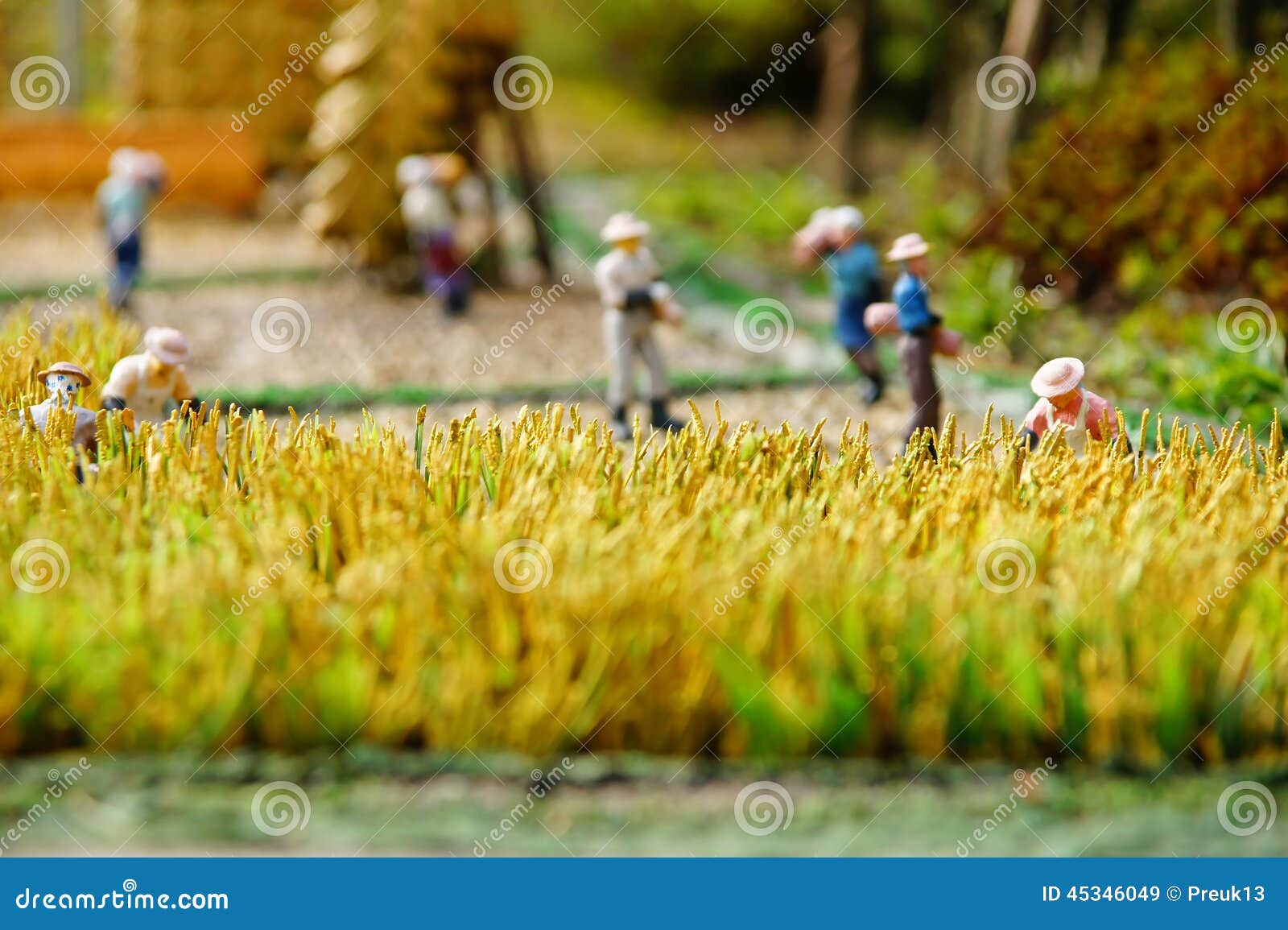 Farmer model stock image. Image of green, rice, adult - 45346049