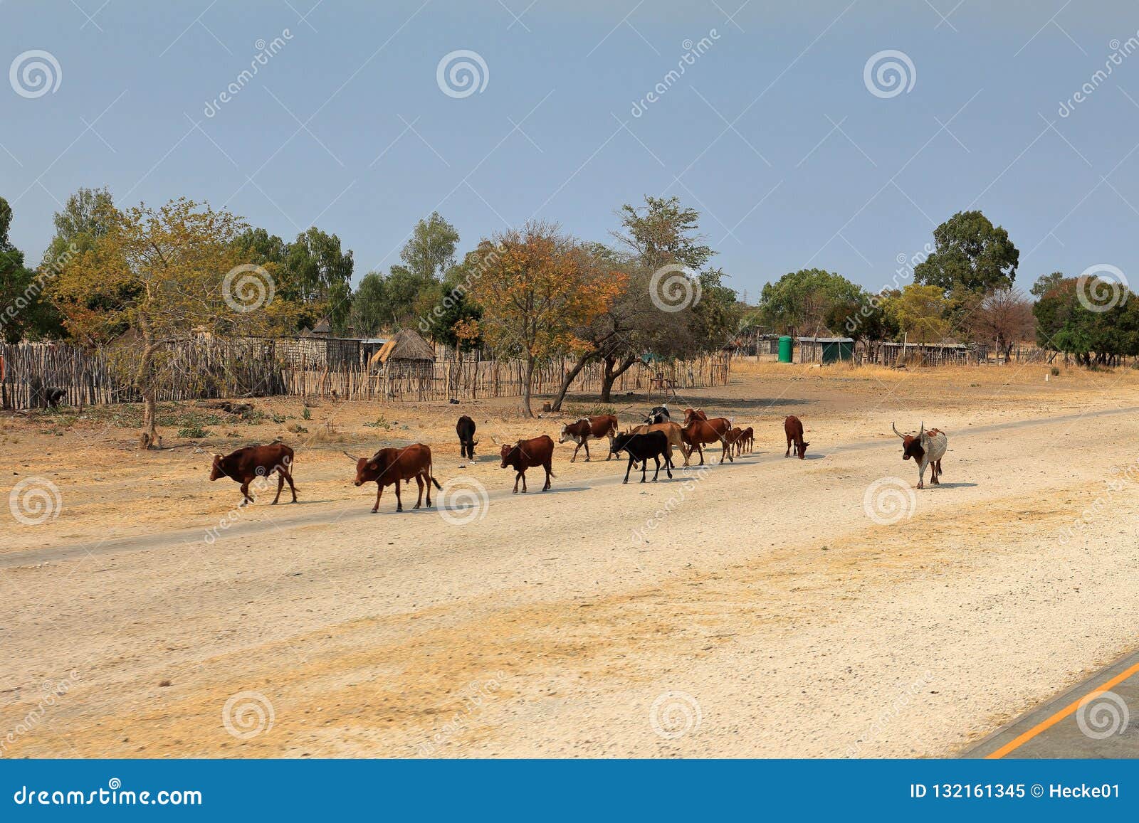Farmer in Namibia with His Cows Stock Image - Image of life, cattle ...