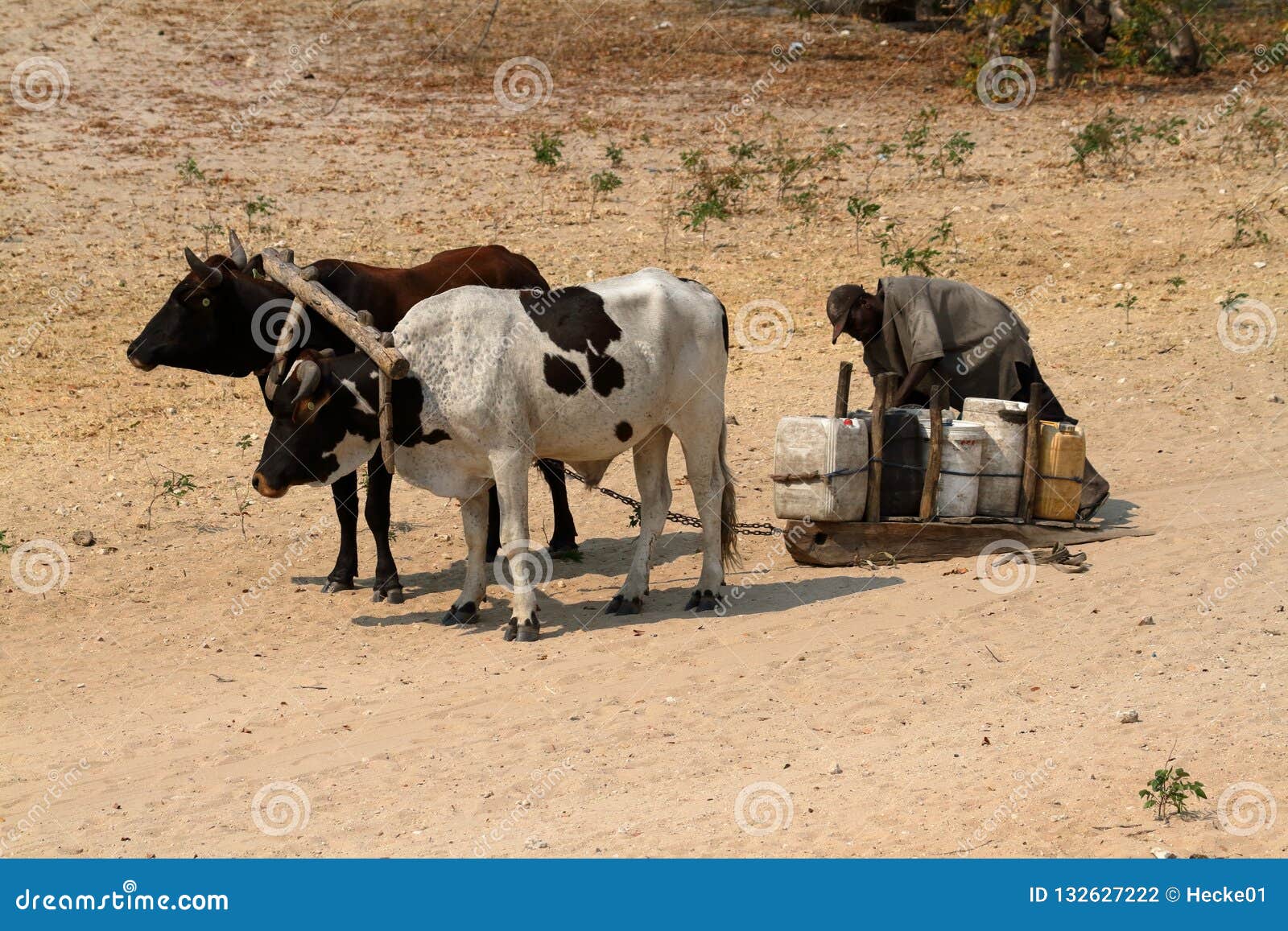 Farmer in Namibia with His Cows Stock Photo - Image of cattle, villages ...