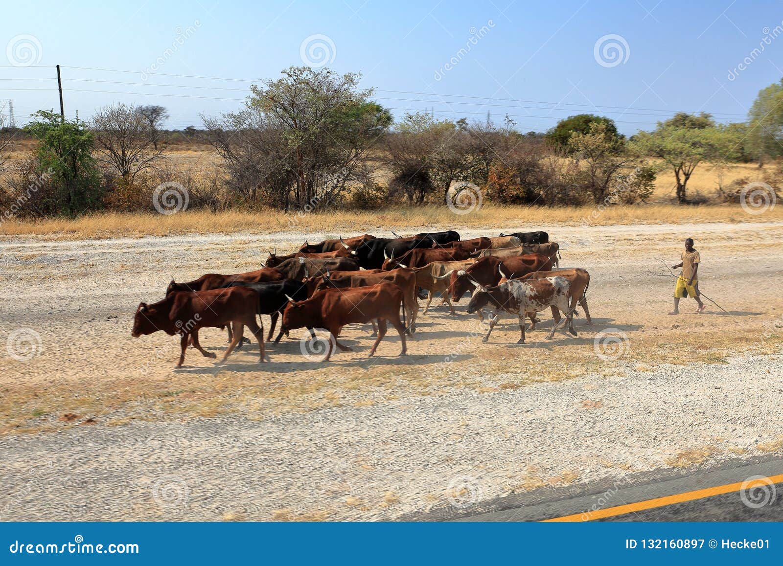 Farmer in Namibia with His Cows Stock Image - Image of namibia ...