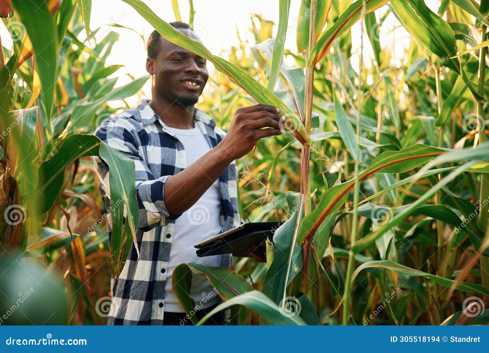 Farmer is with Notepad. Young Black Man is Standing in the Cornfield at ...