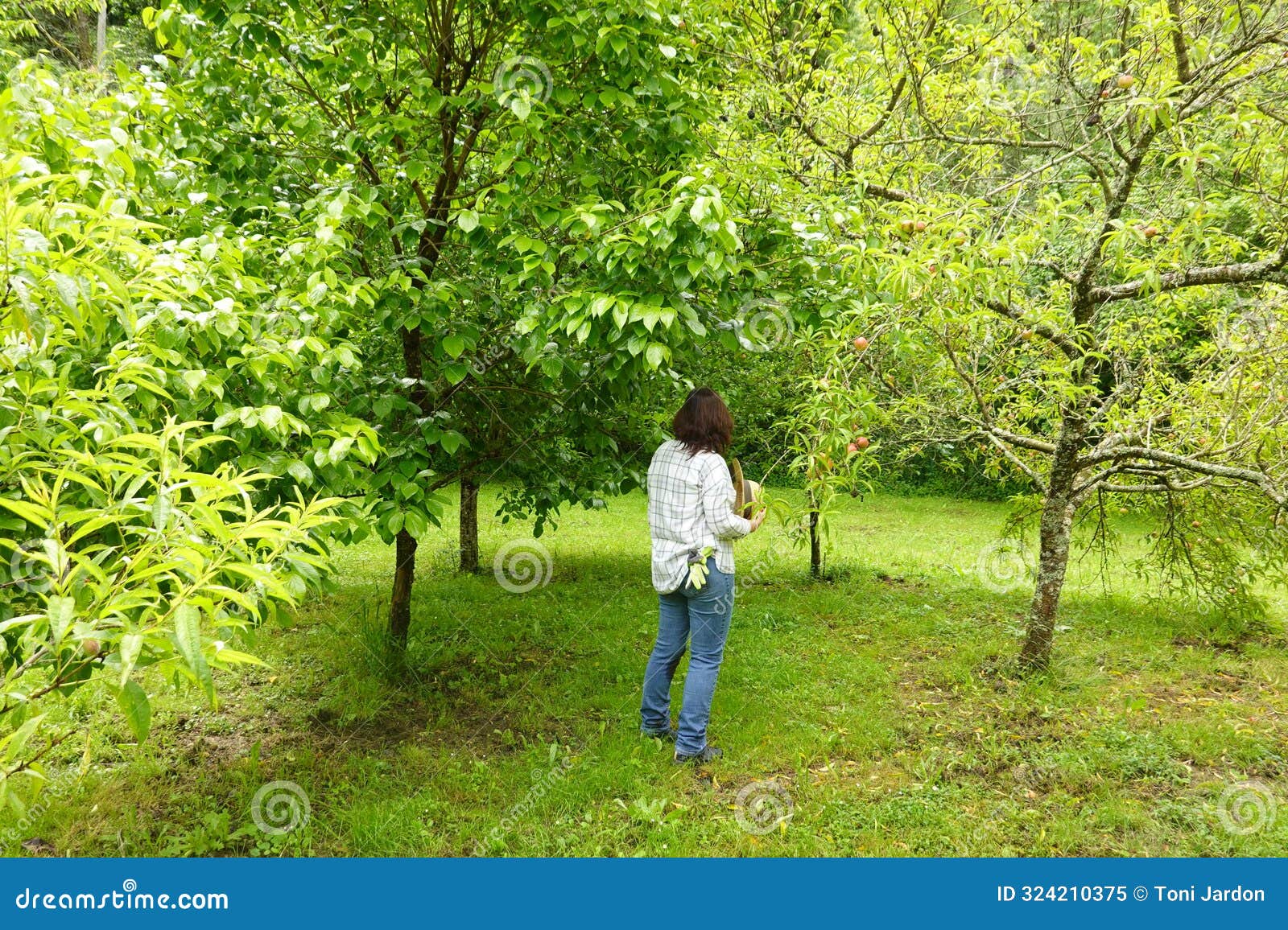 Farmer Observes Her Crop of Fruit Trees, Ready for Pruning and ...
