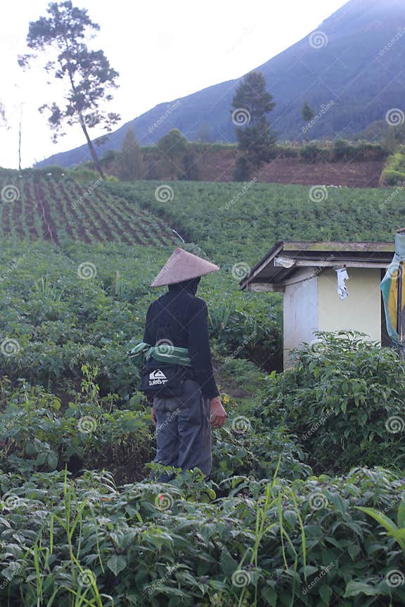 A Farmer is Observing and Taking Care His Potato Plantation Editorial ... A Farmer is Observing and Taking Care His Potato Plantation Editorial ...
