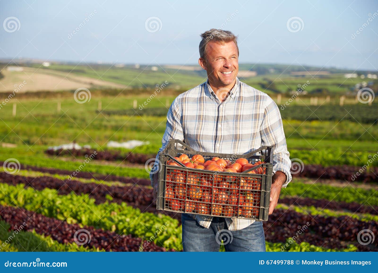 Farmer with Organic Tomato Crop on Farm Stock Photo - Image of organic ...