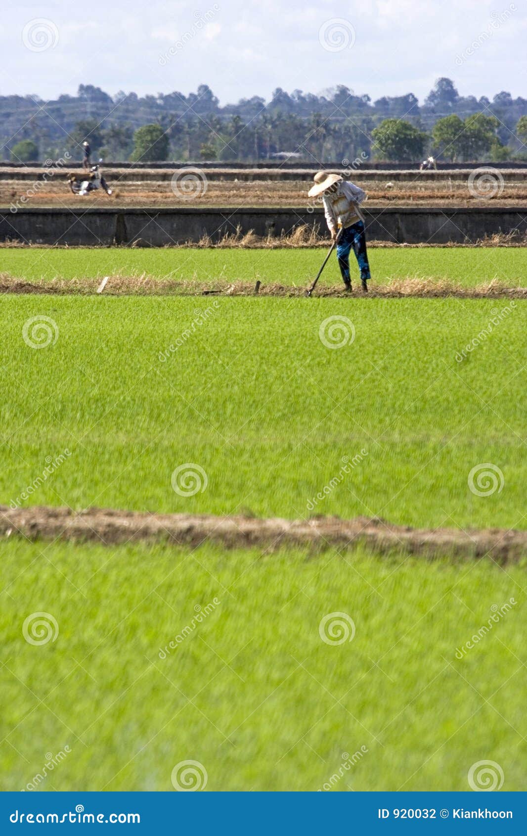 Farmer at Paddy Field stock photo. Image of field, economy - 920032