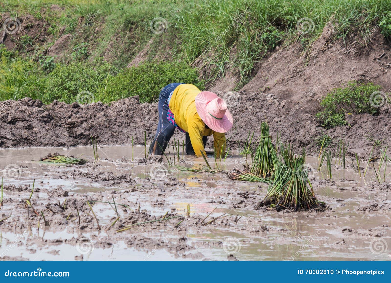 Farmer in paddy field stock photo. Image of peasant, paddy - 78302810