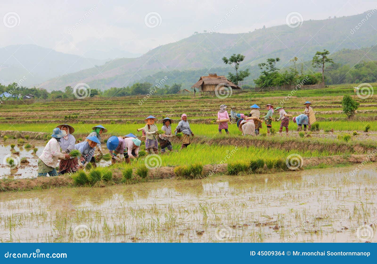 Farmer paddy rice in field editorial stock image. Image of green - 45009364
