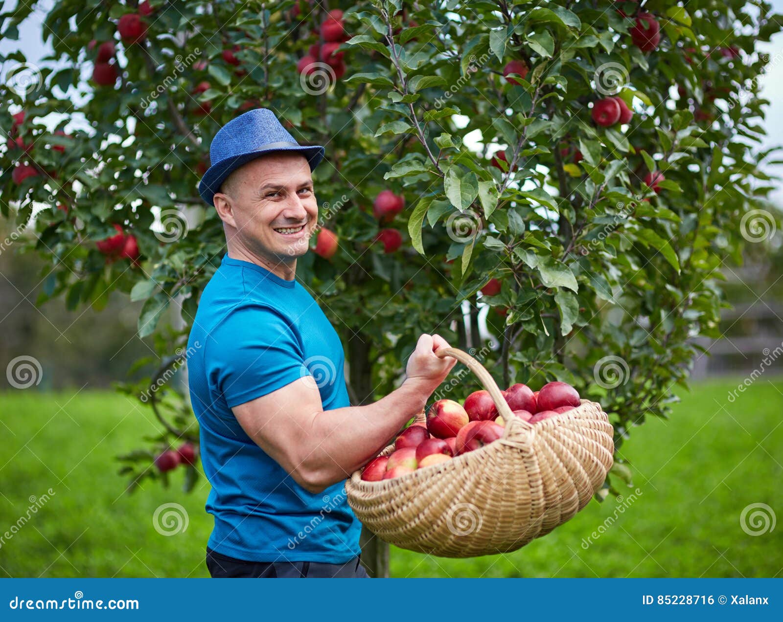 Farmer Picking Apples in a Basket Stock Photo - Image of lifestyle ...