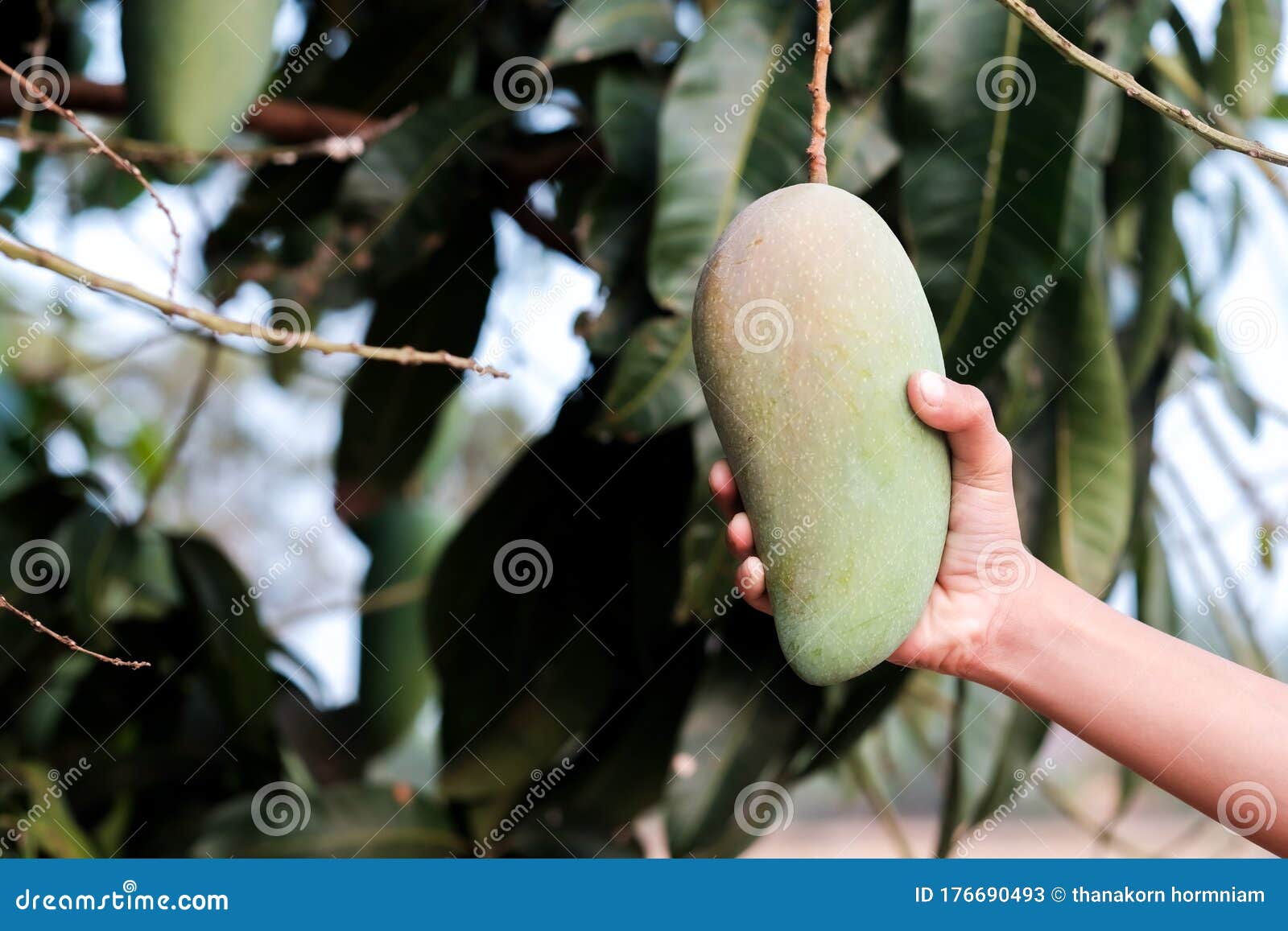 The Farmer is Picking Mango in His Mango Farm Stock Image - Image of ...