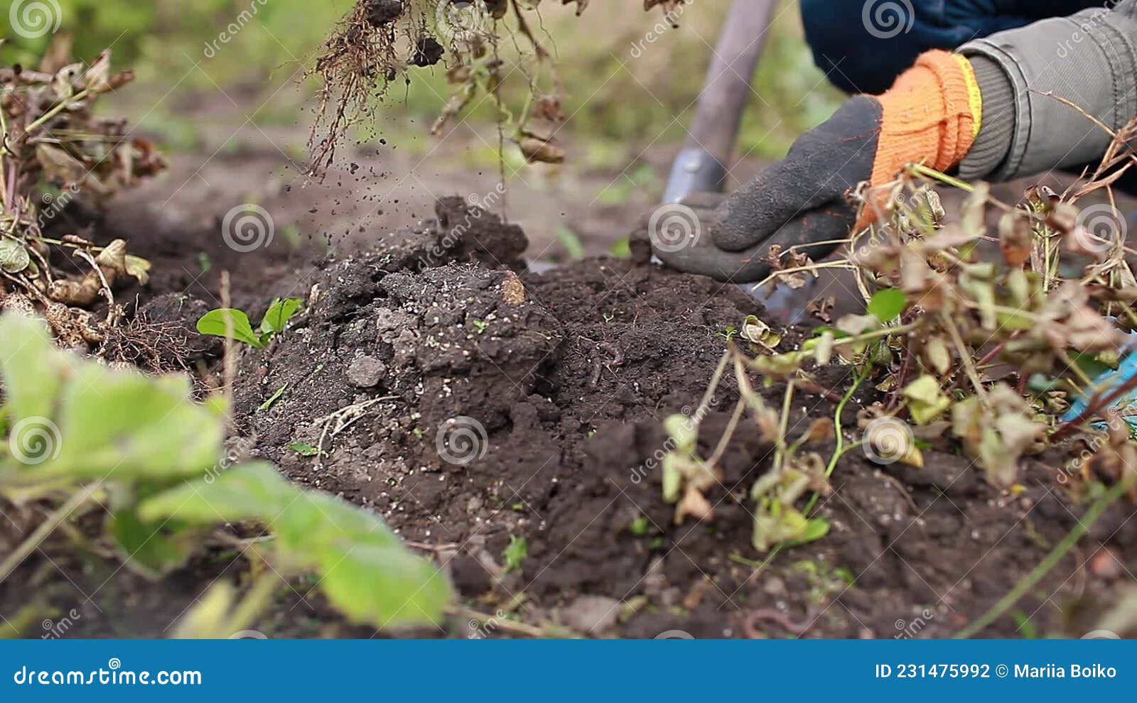 Farmer Picking Peanuts Digging with Shovel in Fall. Gardener Pulling ...