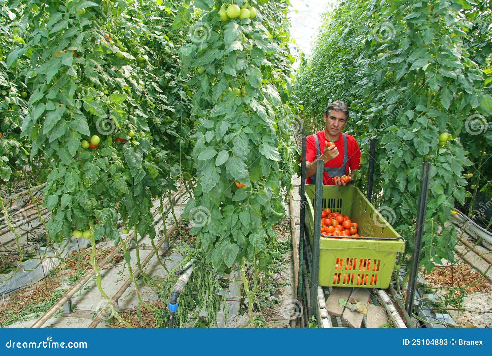Farmer picking tomato stock image. Image of greenhouse - 25104883