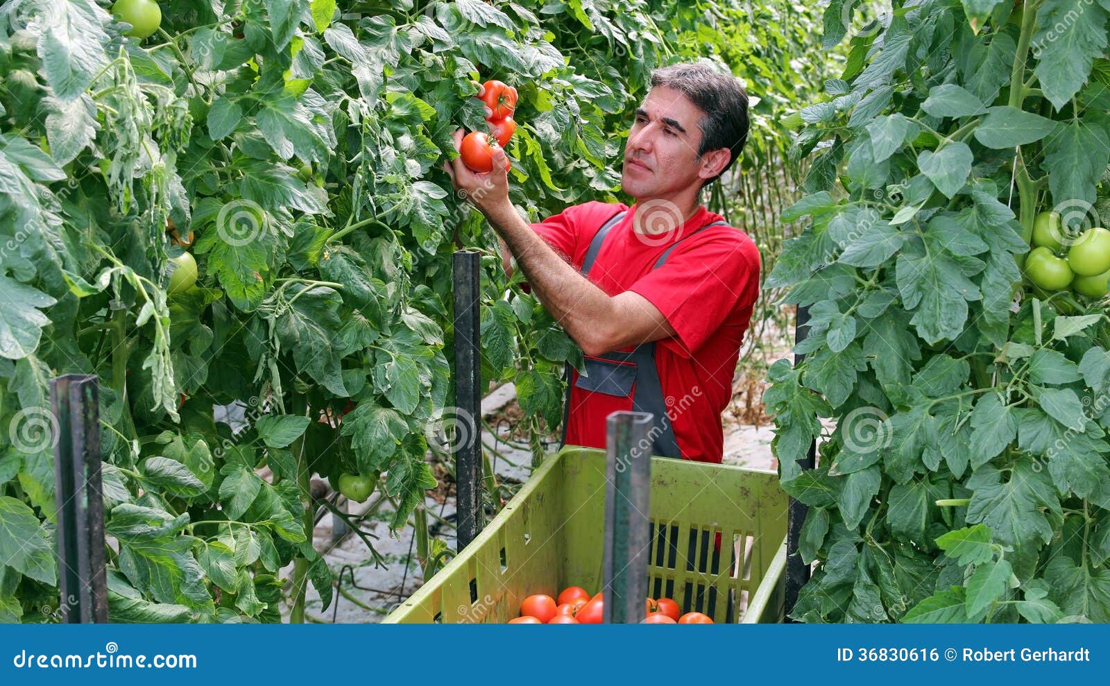 Farmer Picking Tomatoes stock photo. Image of cultivated - 36830616