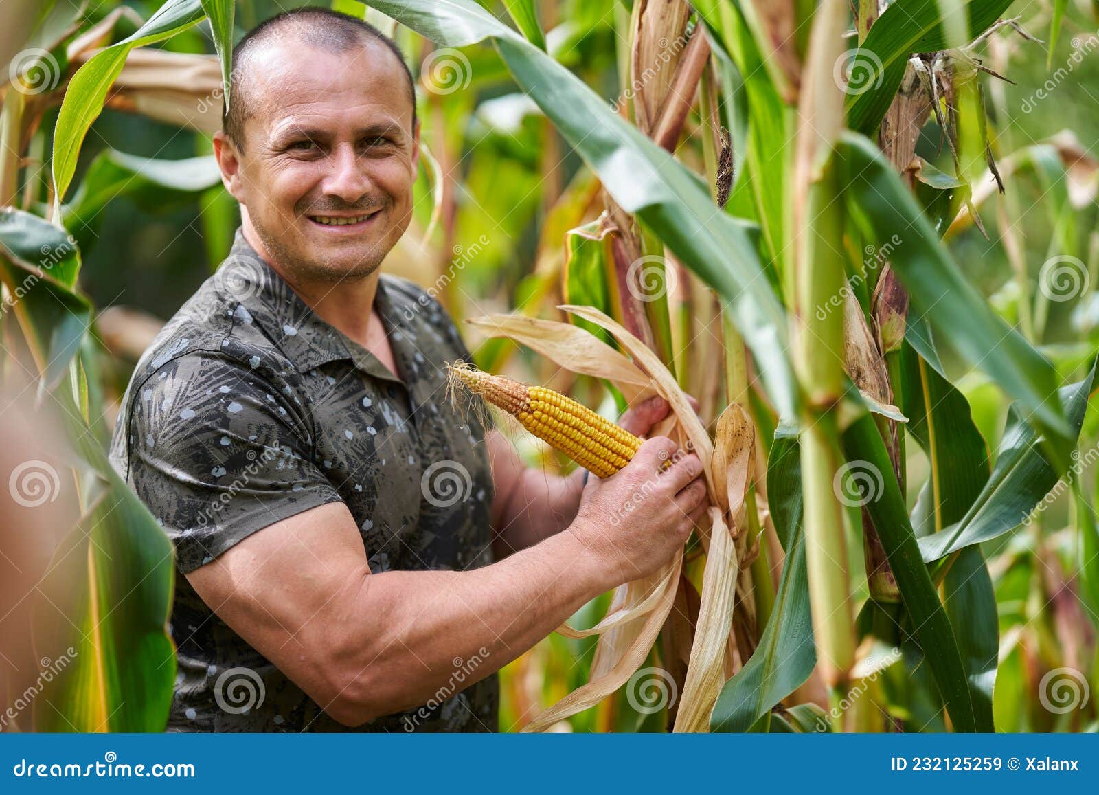 Farmer harvesting corn stock image. Image of fall, labour - 232125259