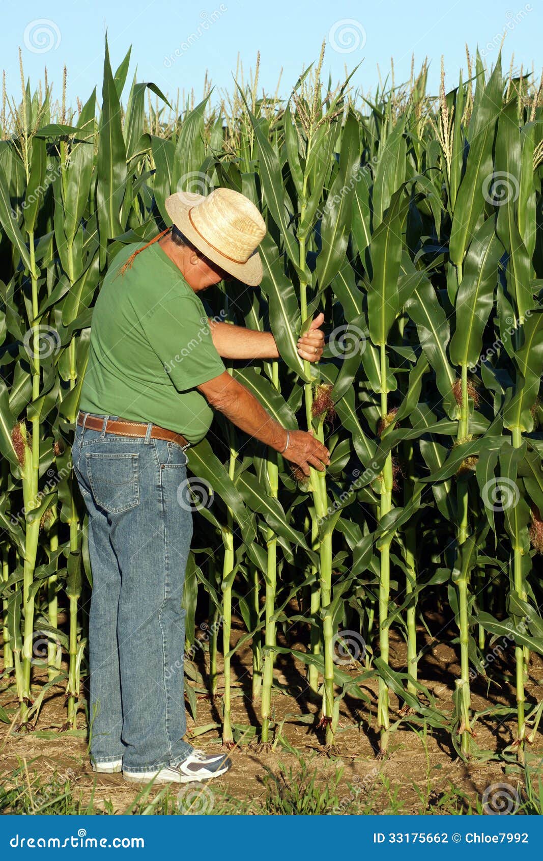 Farmer picks the corn stock photo. Image of agriculture - 33175662