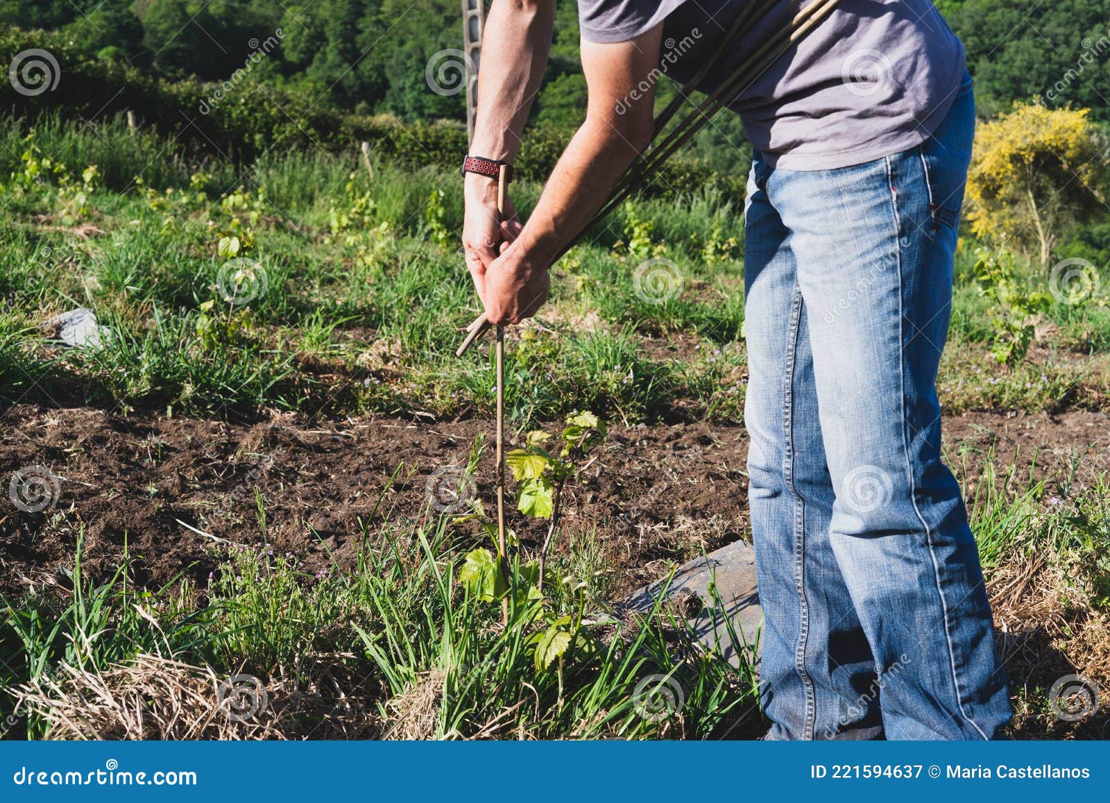 Farmer Placing Stakes in the Vineyard. Work in the Vineyard. Copy Space ...