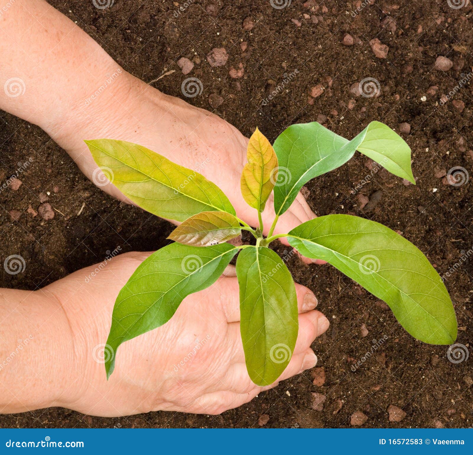 Farmer Planting Avocado Tree Stock Image - Image of avocado ...