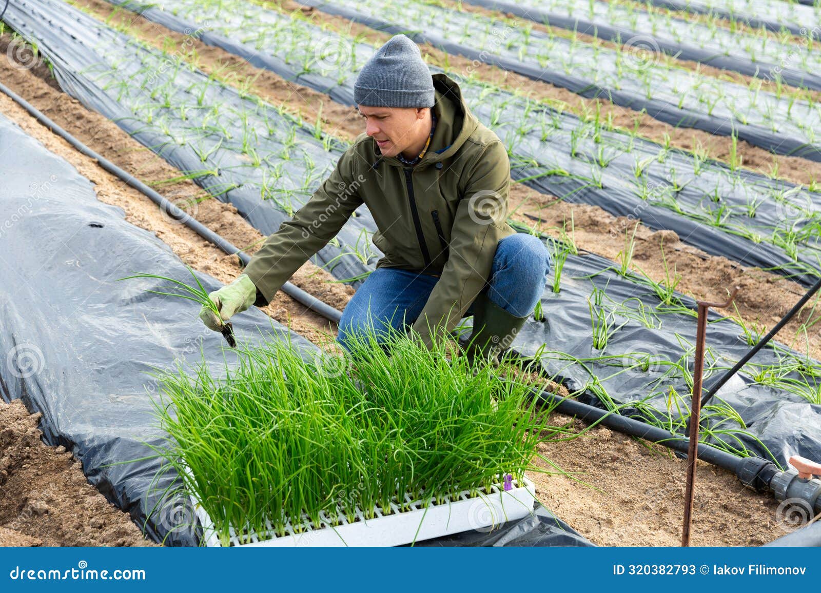 Farmer Planting Bulbs in Farm Field Stock Image - Image of hand ...