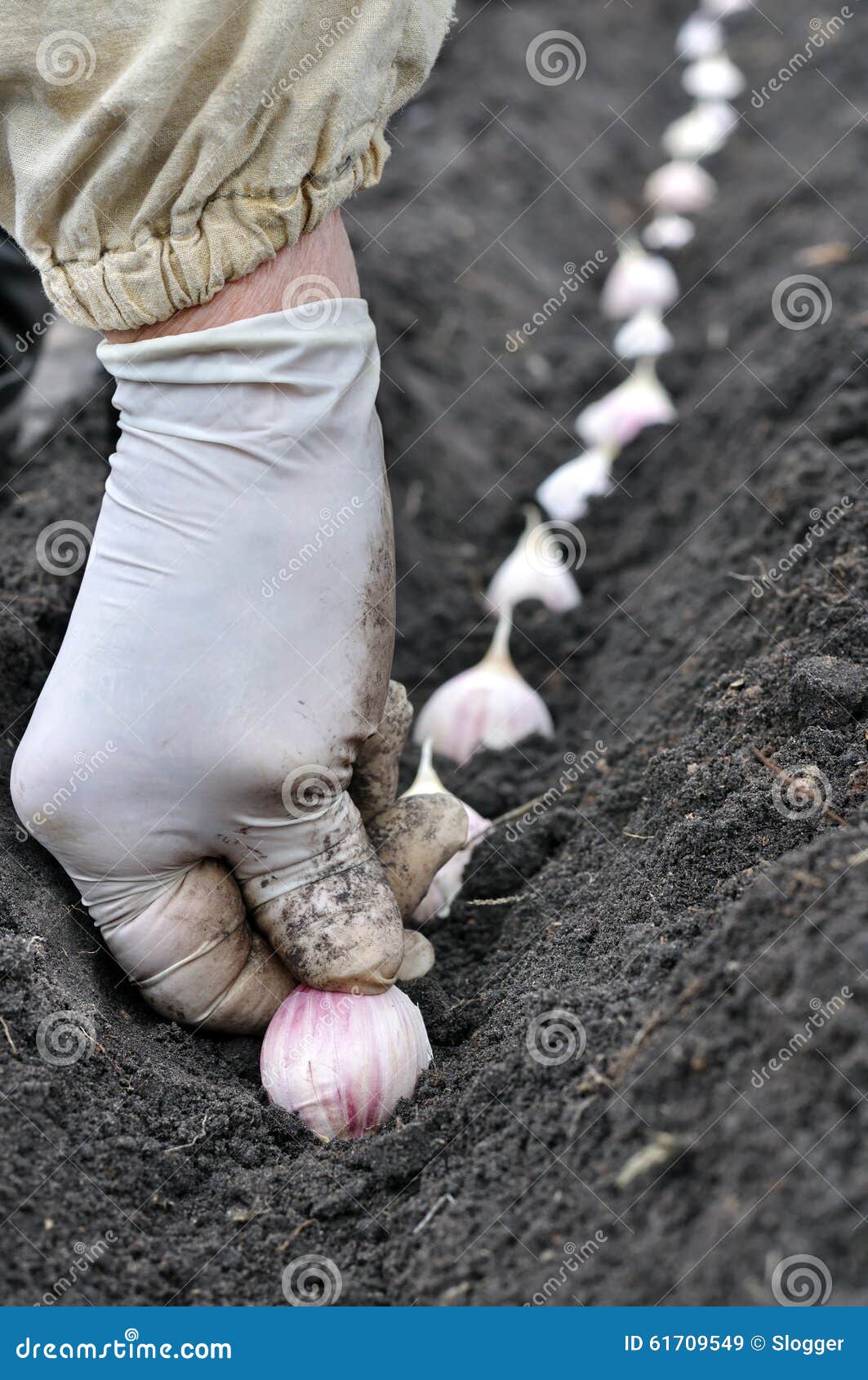 Farmer planting garlic stock image. Image of field, planting - 61709549