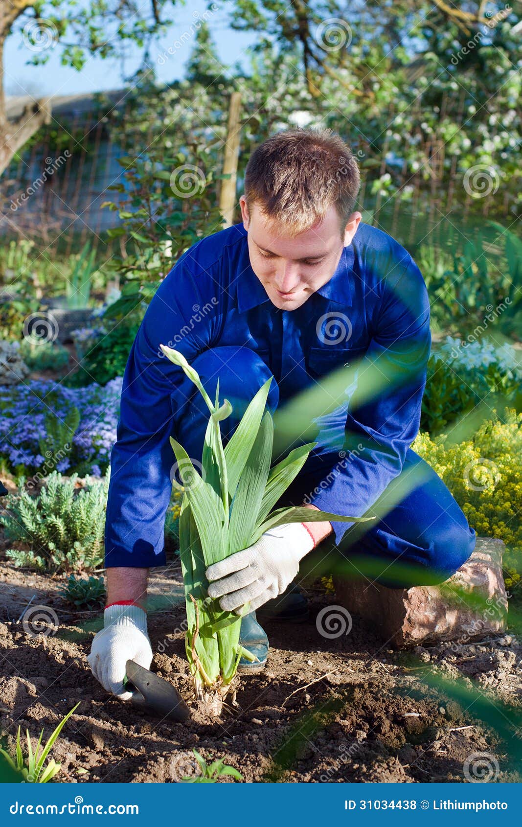 Farmer Planting an Iris Flower Stock Photo - Image of equipment, land ...