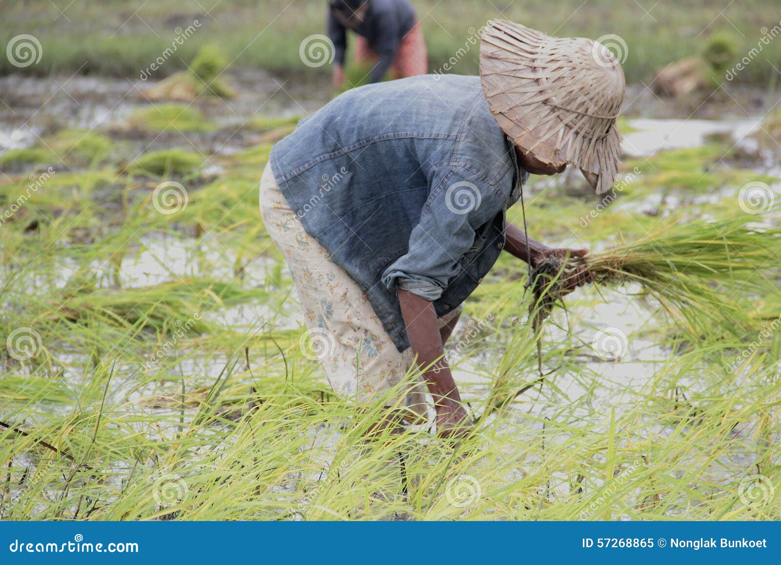 Farmer planting paddy rice editorial image. Image of farmer - 57268865