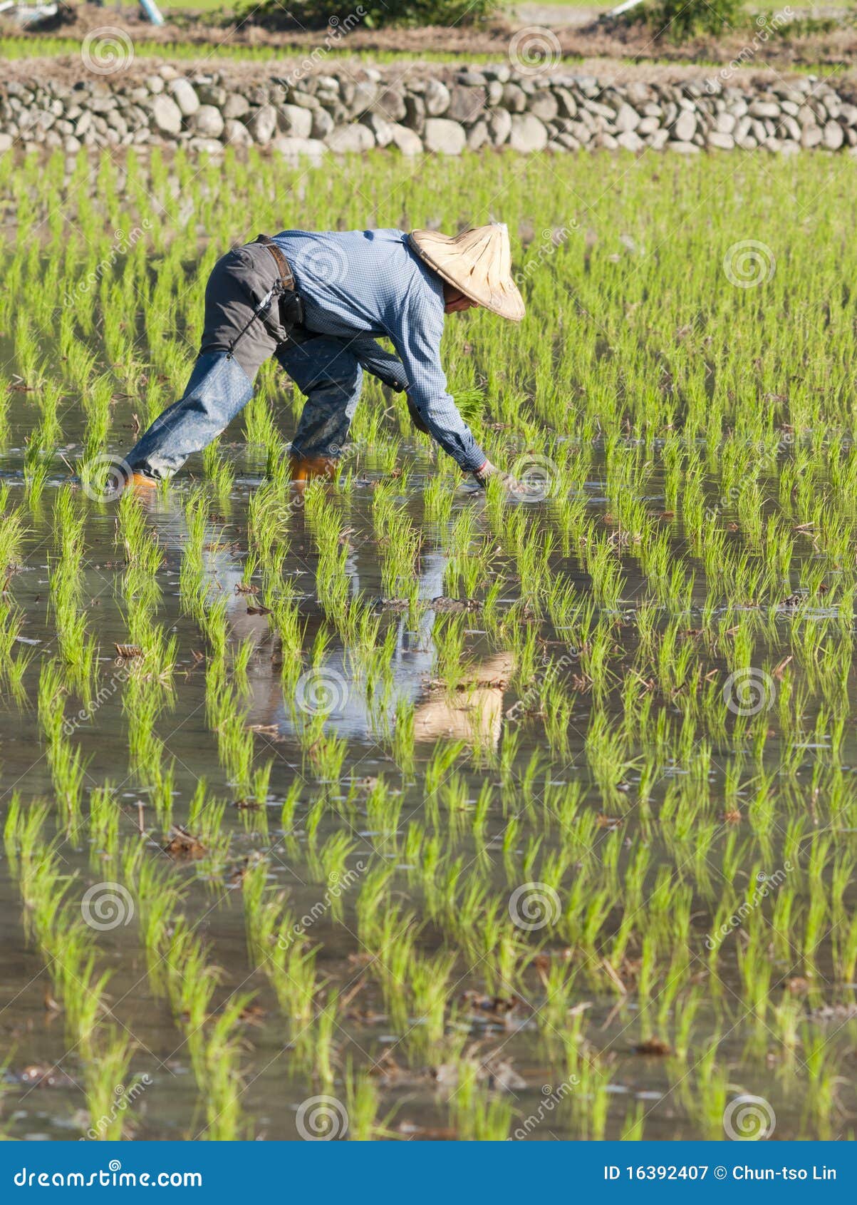 Farmer Planting Rice On A Mountainside, High Elevation Rice Field With ...