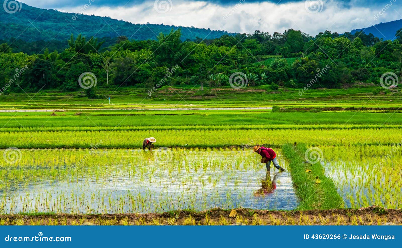 Farmer Planting the Paddy Rice Farmland Stock Photo - Image of ...