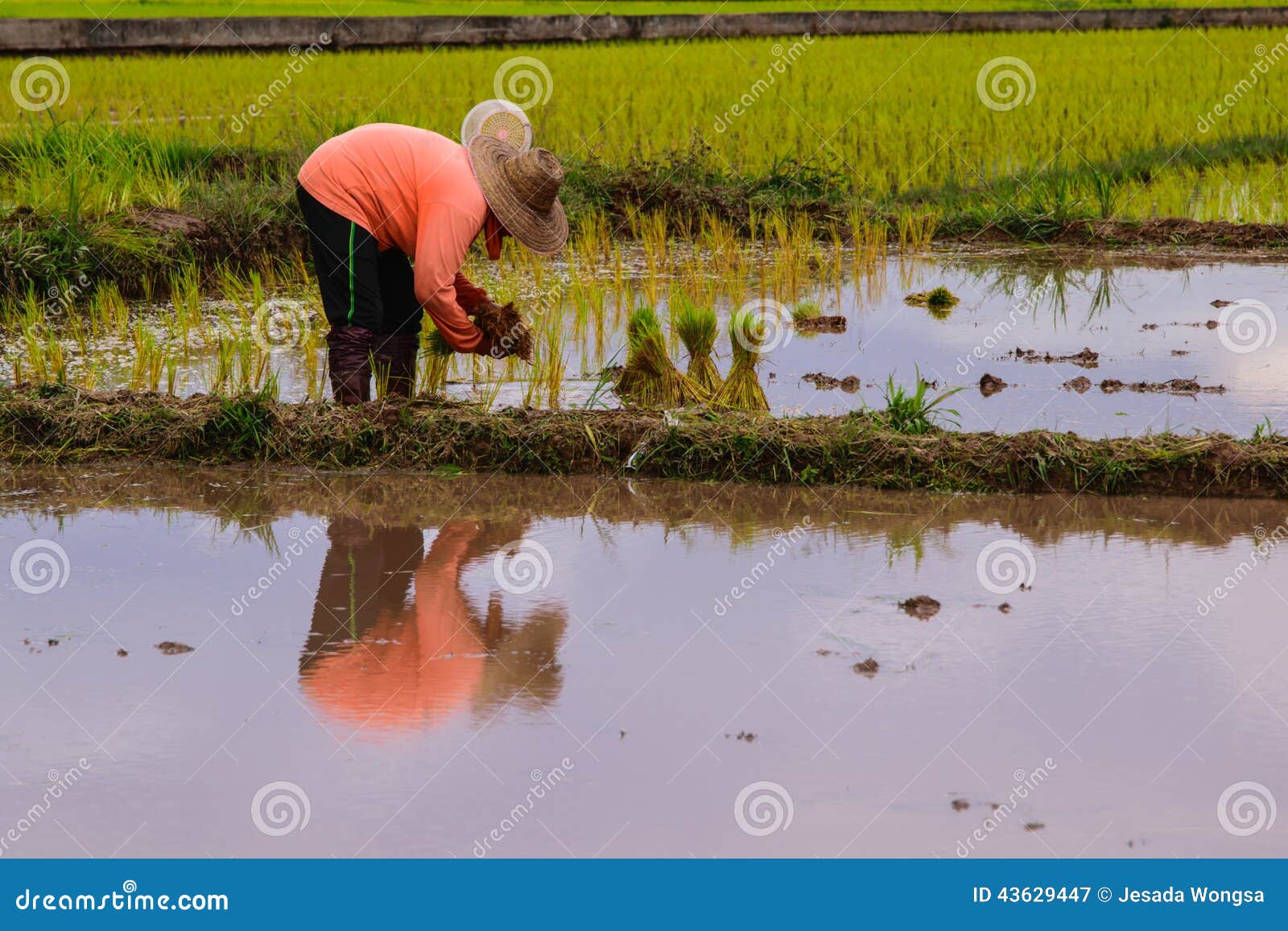 Farmer Planting on Paddy Rice Farmland Stock Image - Image of field ...