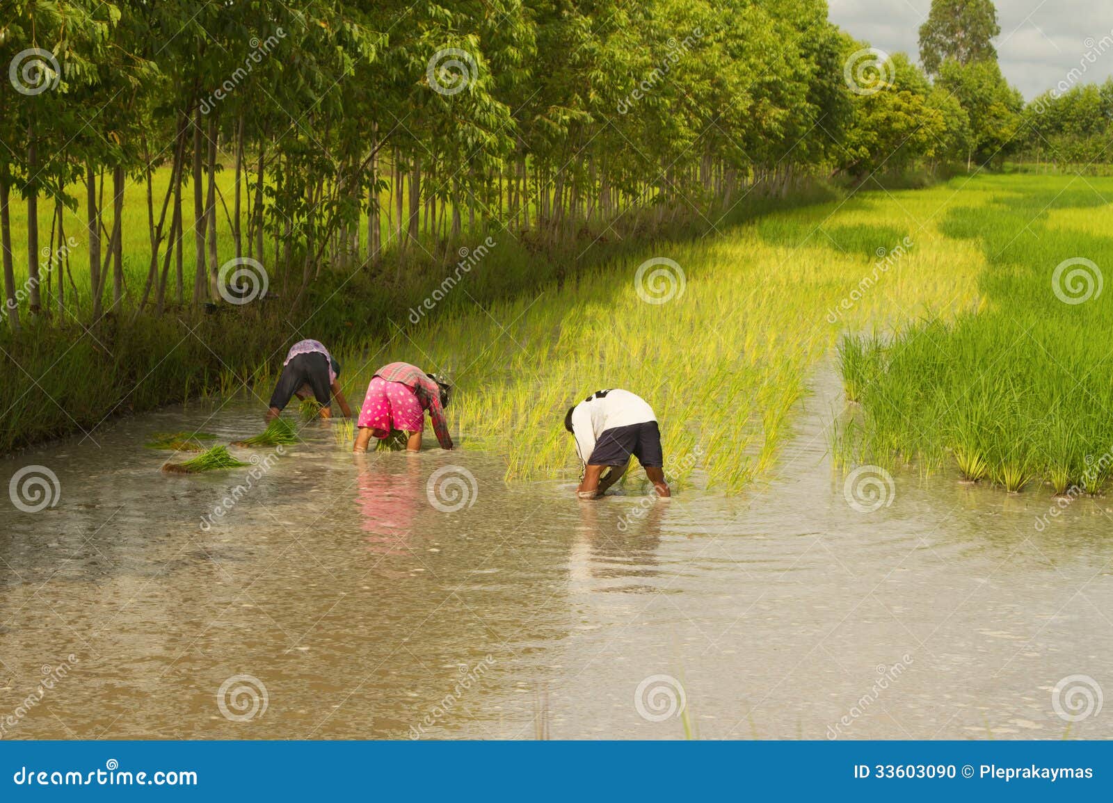 Farmer Planting on the Paddy Rice Farmland Stock Photo - Image of ...