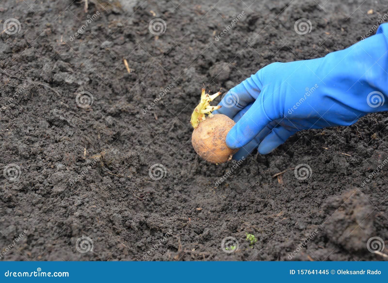 Farmer Planting Potato into the Ground Stock Image - Image of organic ...