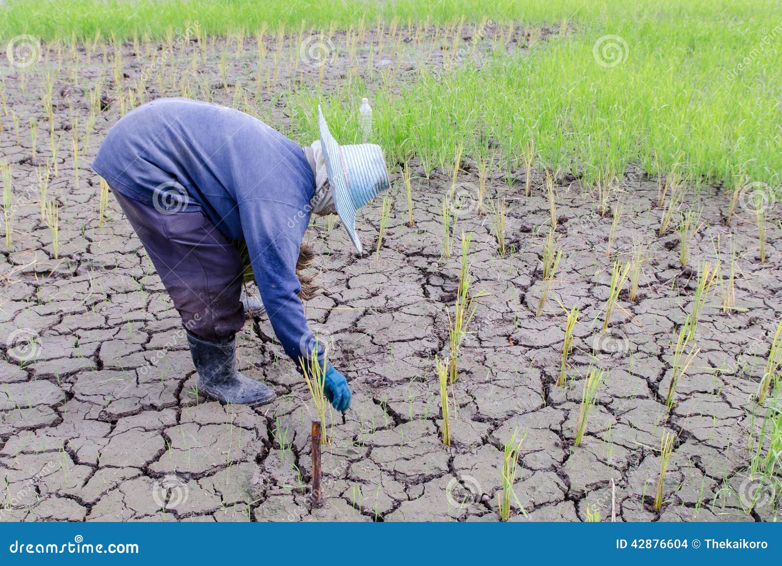 Farmer is planting rice stock photo. Image of thai, farmland - 42876604