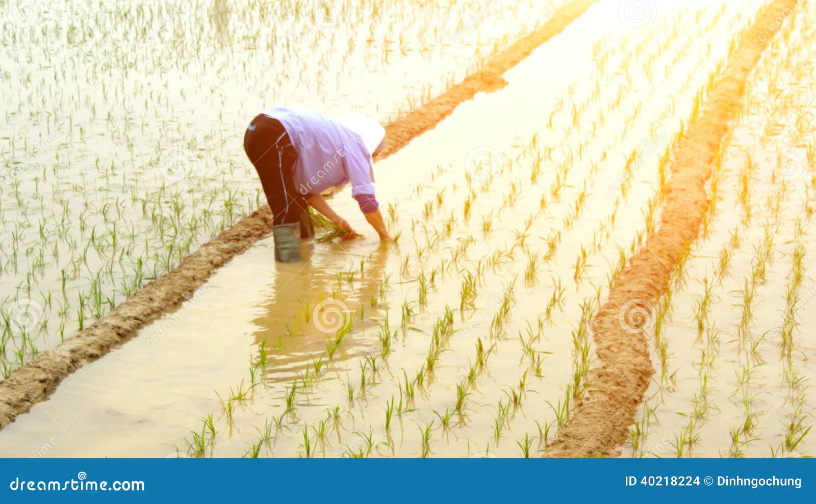 A Farmer Planting Rice in the Field Editorial Stock Image - Image of ...
