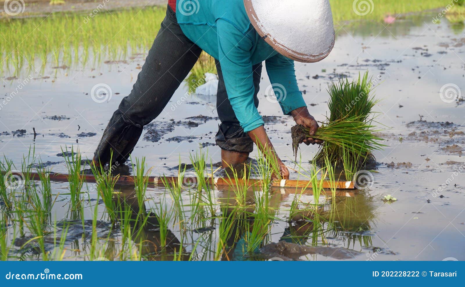 A Farmer are Planting Rice in the Fields Stock Photo - Image of ...