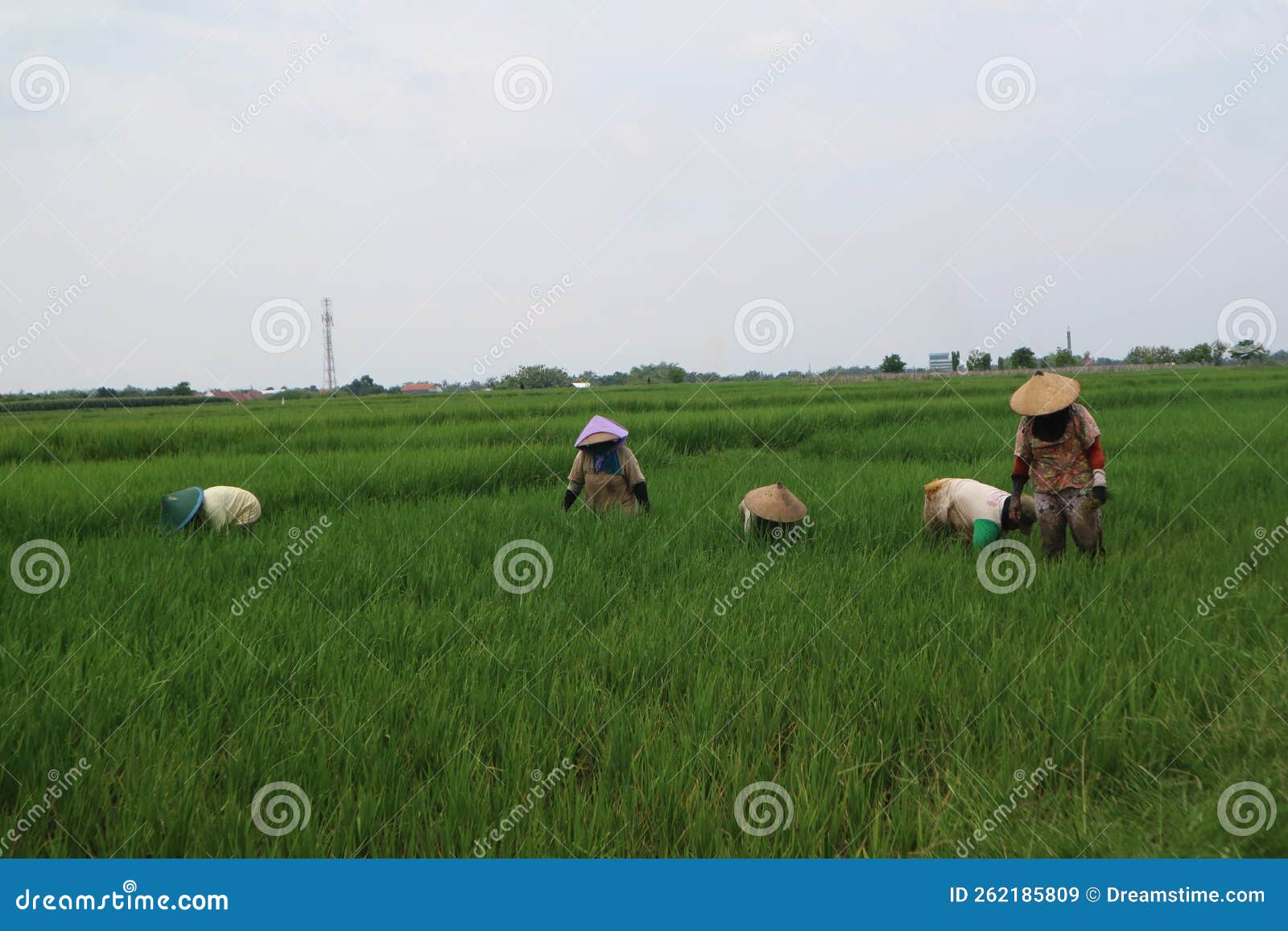 A Farmer Planting Rice in the Fields Stock Image - Image of planting ...