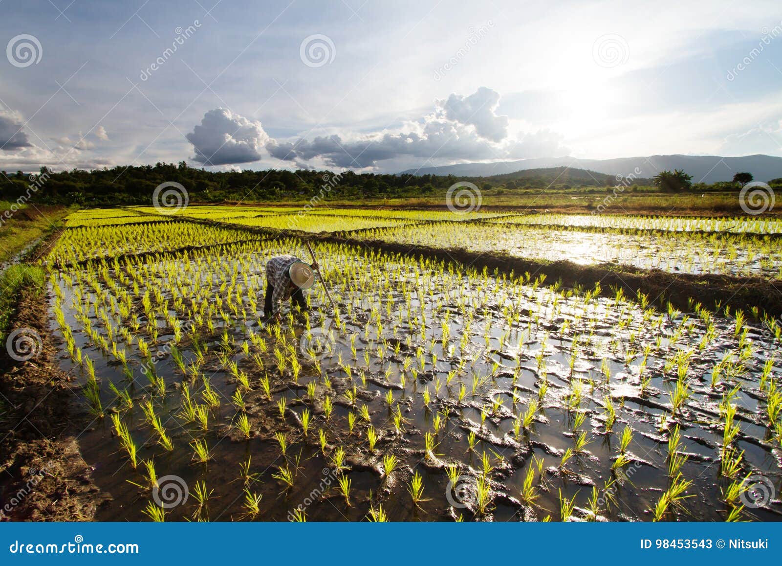 Farmer Planting Rice in Fields Stock Image - Image of fields, grains ...