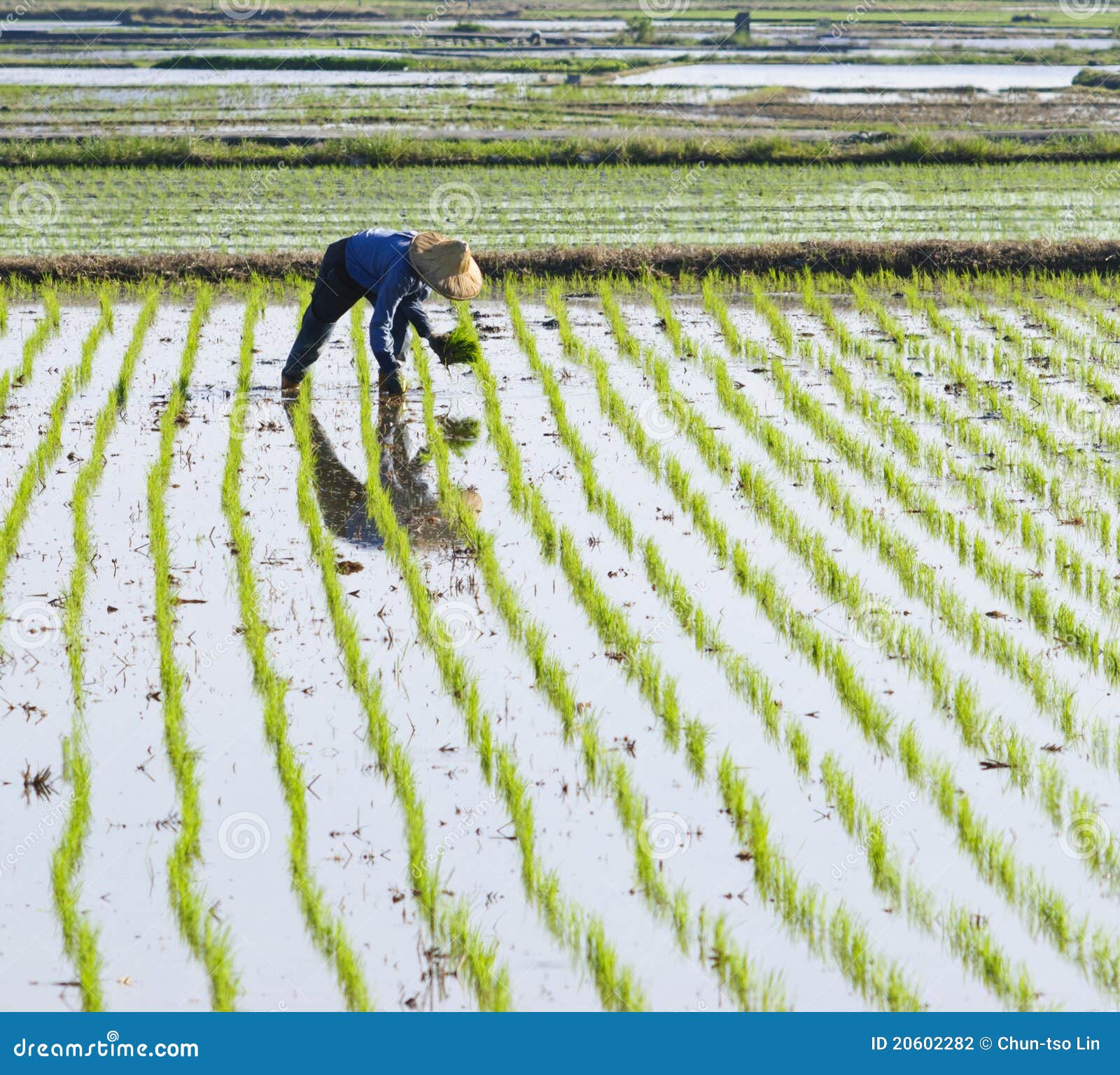 Farmer Planting Rice on Paddy Farmland. Stock Photo - Image of farming ...