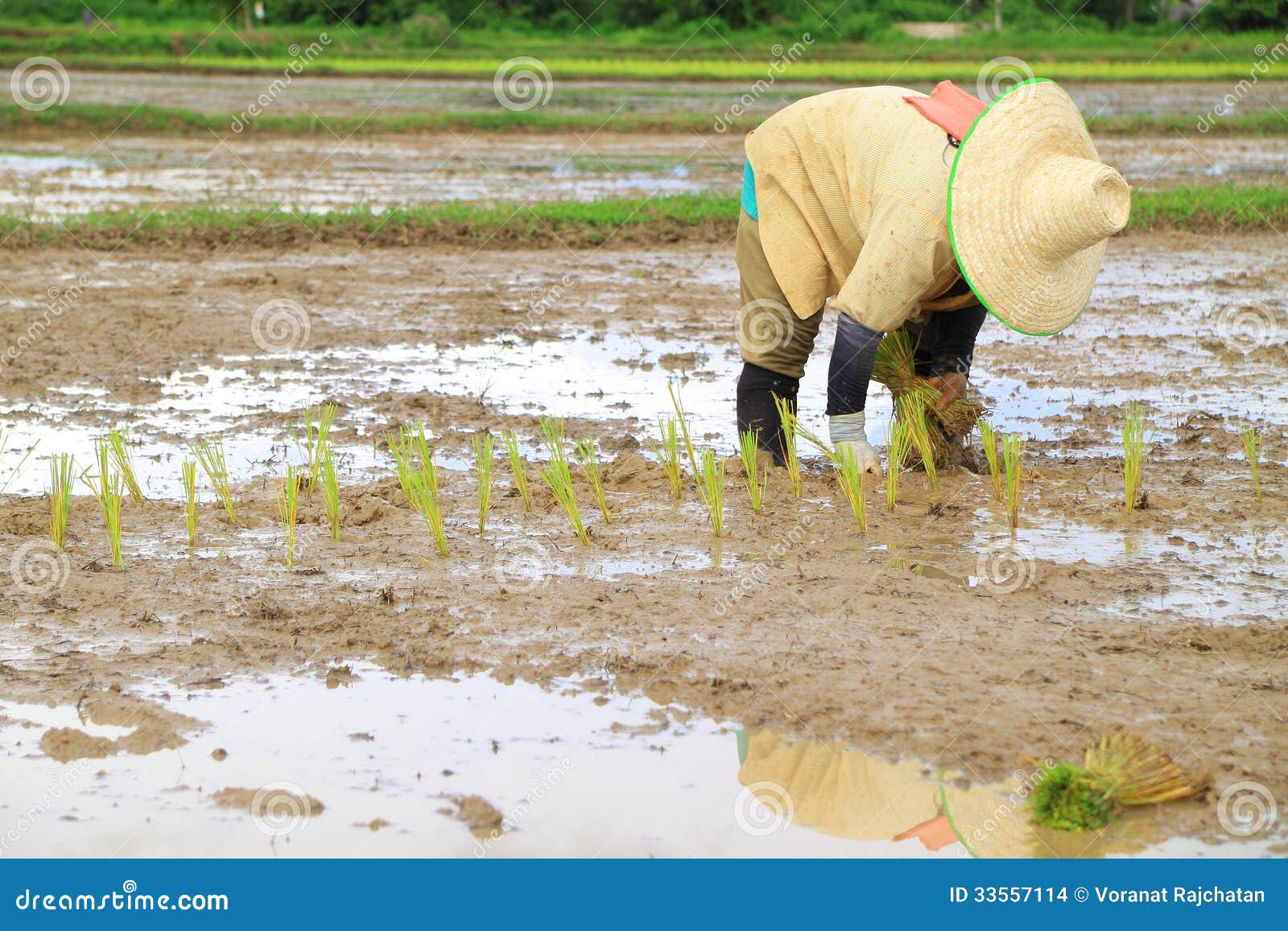 Farmer planting rice stock photo. Image of flora, human - 33557114